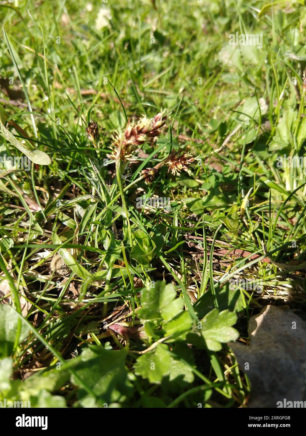 Field woodrush (Luzula campestris) Plantae Stock Photo - Alamy