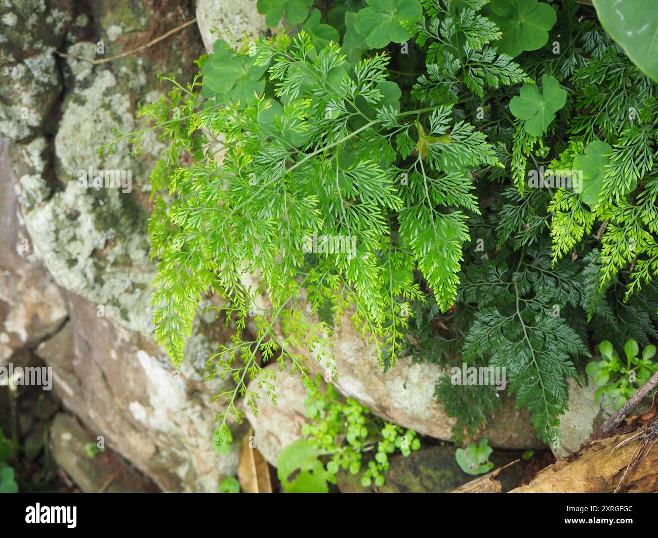 Sichuan lace (Onychium japonicum) Plantae Stock Photo - Alamy
