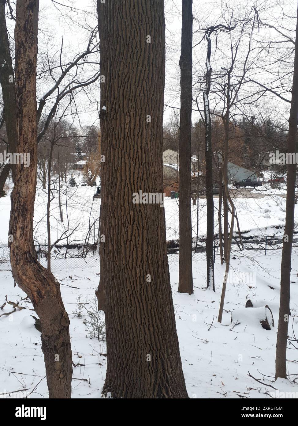 white ash (Fraxinus americana) Plantae Stock Photo - Alamy