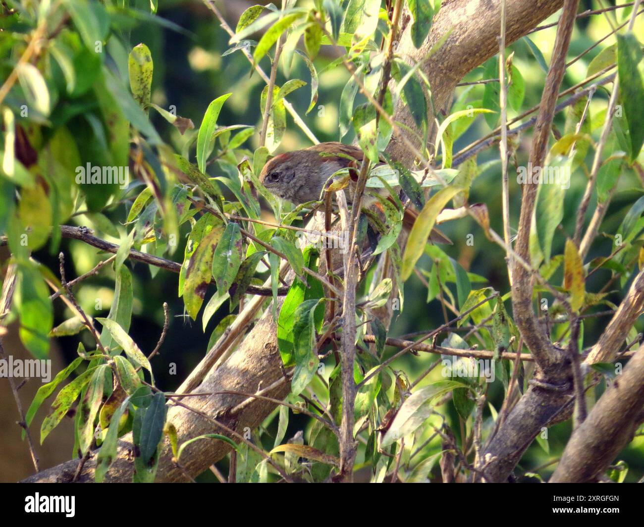 Sooty-fronted Spinetail (Synallaxis frontalis) Aves Stock Photo - Alamy