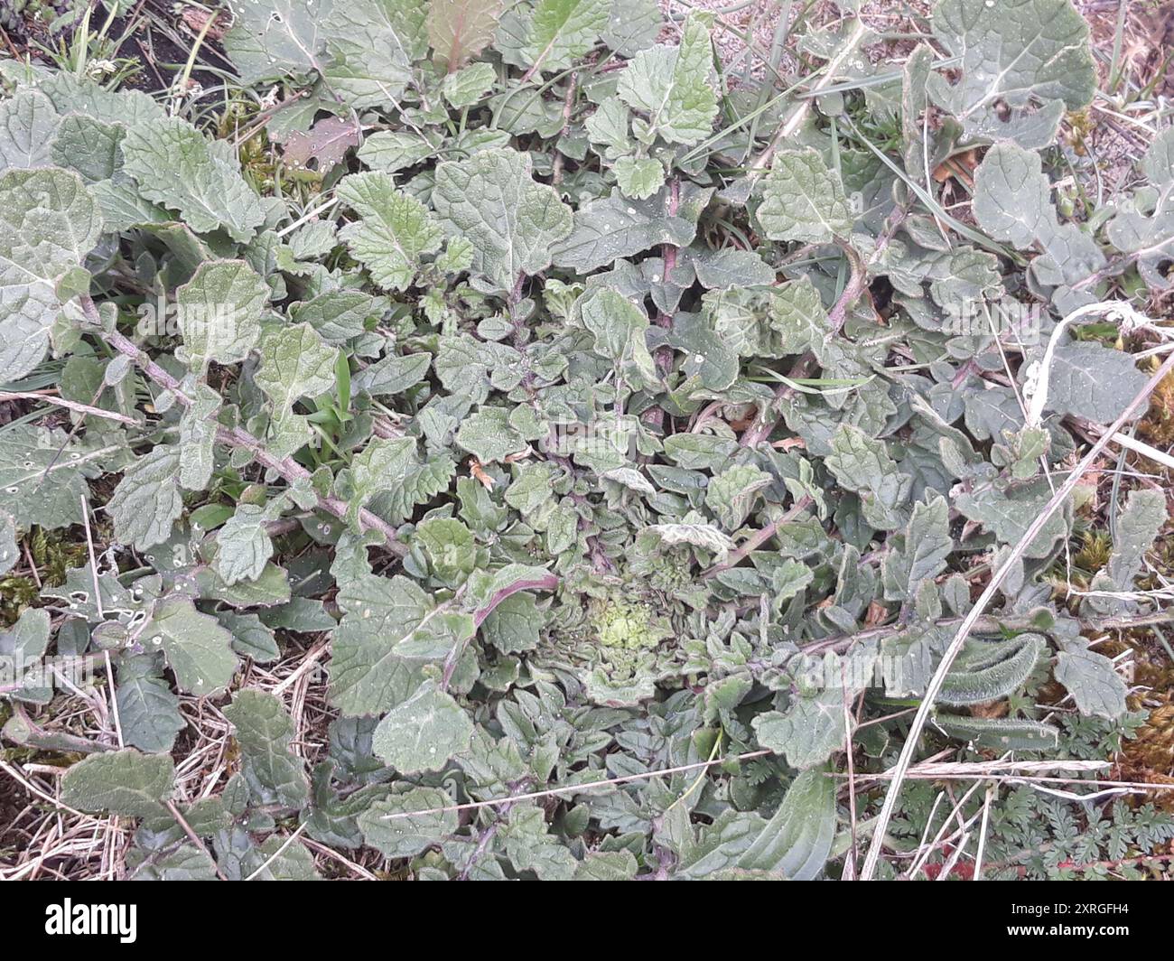 Mediterranean Radish (Raphanus raphanistrum landra) Plantae Stock Photo ...