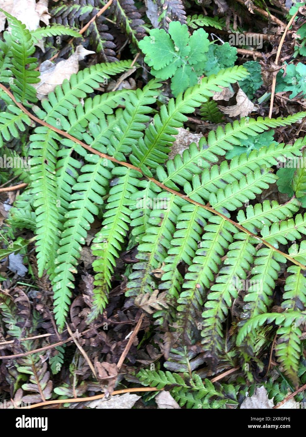 male fern (Dryopteris filix-mas) Plantae Stock Photo - Alamy