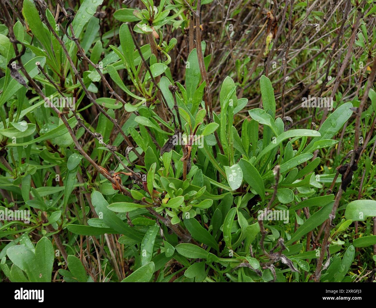 Oregon Gumplant (Grindelia stricta) Plantae Stock Photo - Alamy
