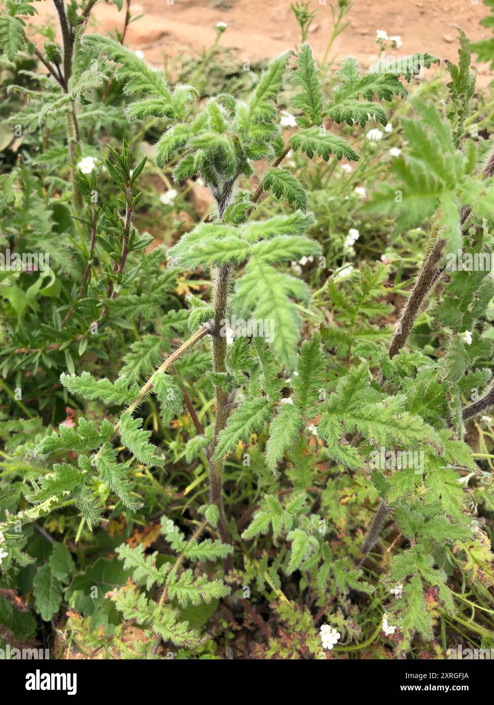 Scorpionweeds (Phacelia) Plantae Stock Photo - Alamy