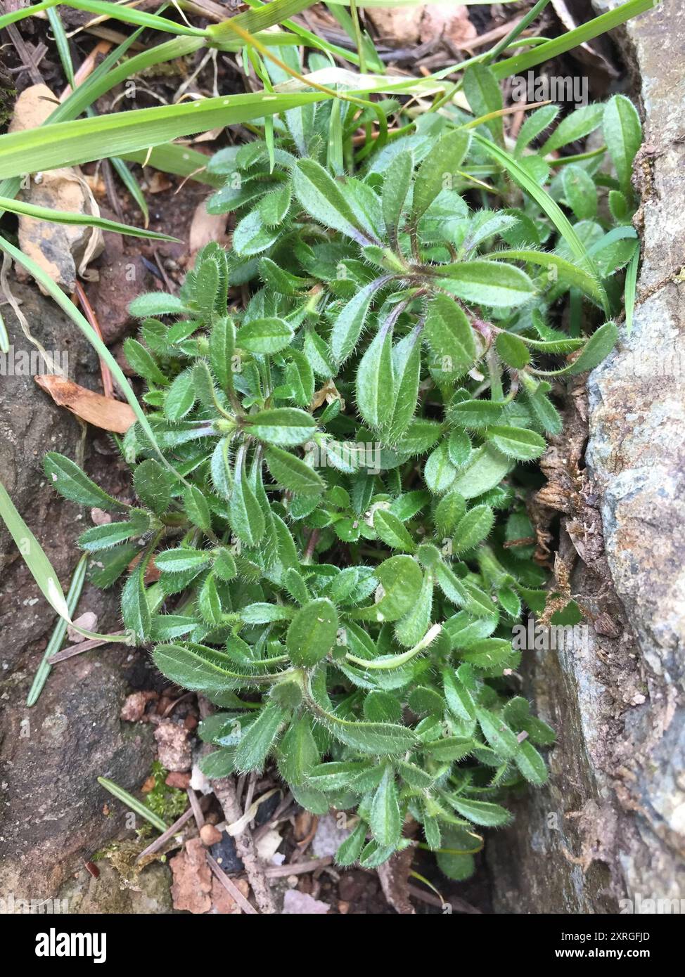 Common mouse-ear chickweed (Cerastium fontanum) Plantae Stock Photo - Alamy