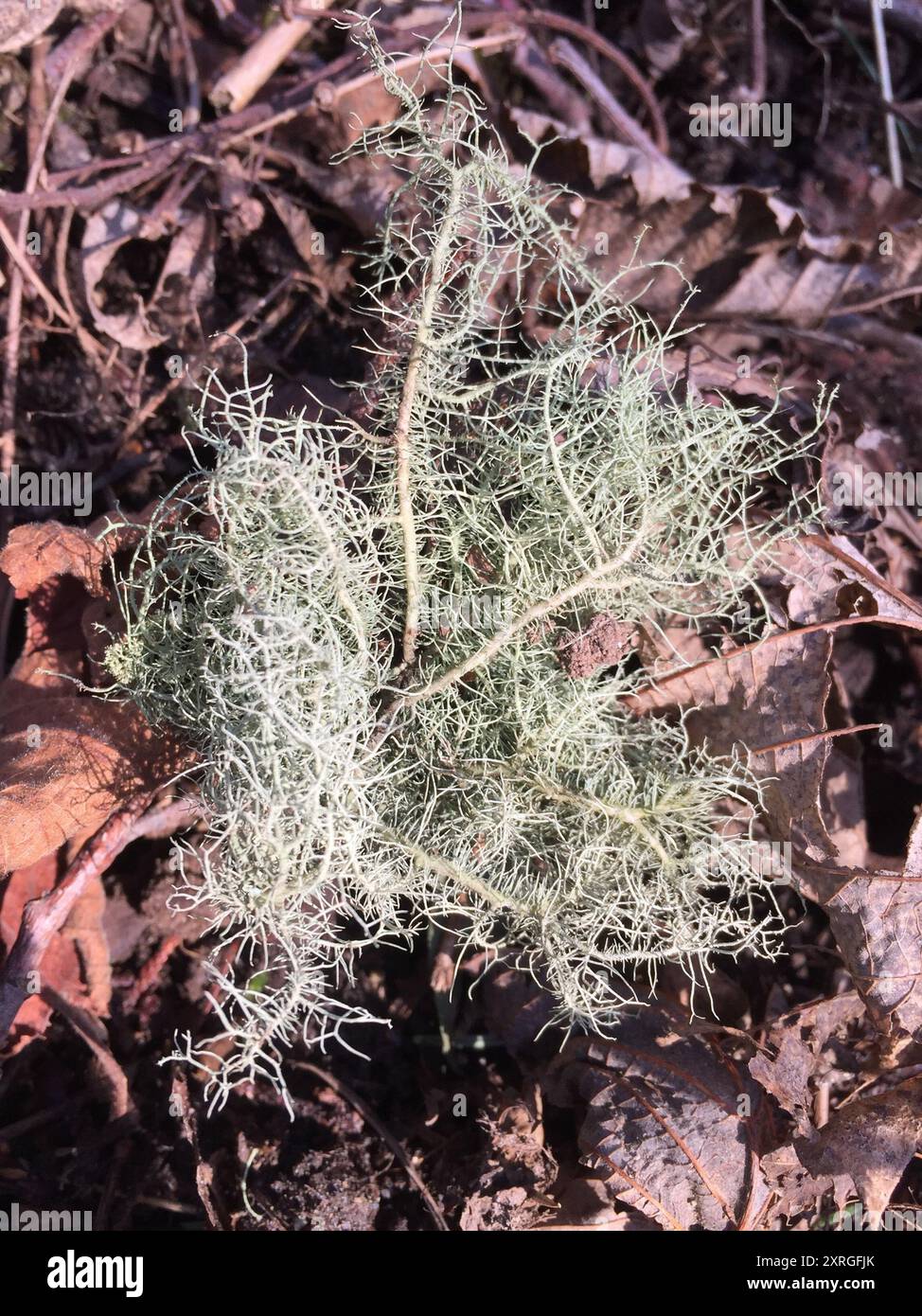 beard lichens (Usnea) Fungi Stock Photo - Alamy