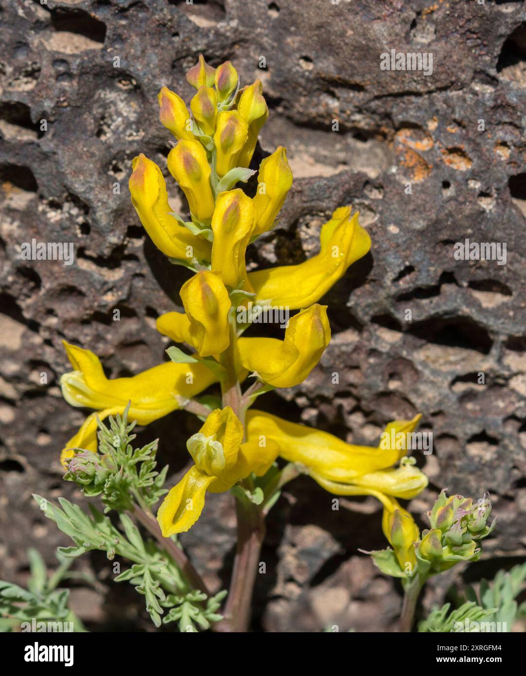 golden corydalis (Corydalis aurea) Plantae Stock Photo - Alamy