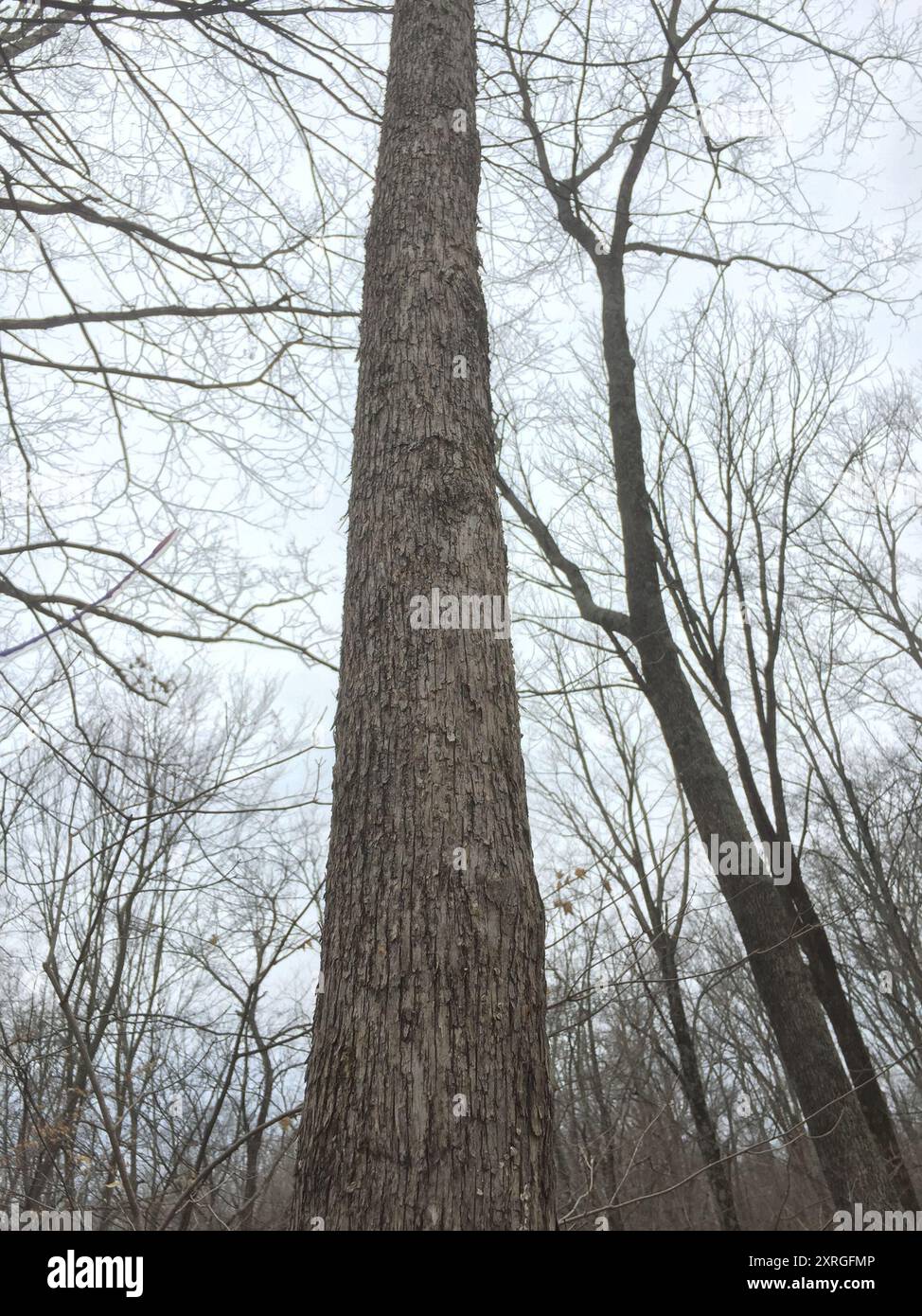 American hophornbeam (Ostrya virginiana) Plantae Stock Photo - Alamy