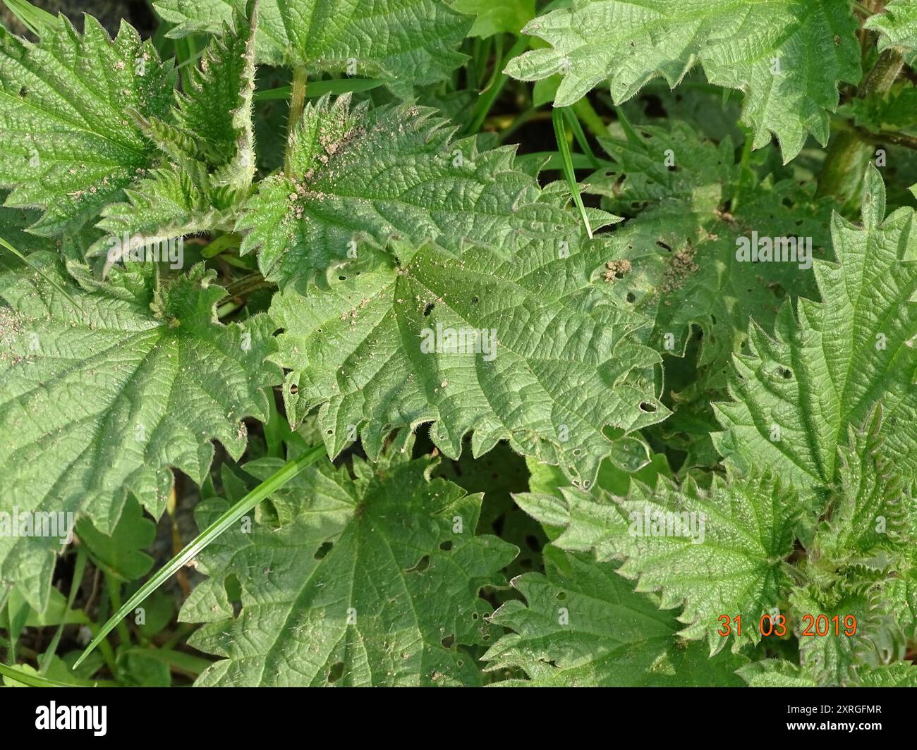 great stinging nettle (Urtica dioica) Plantae Stock Photo - Alamy