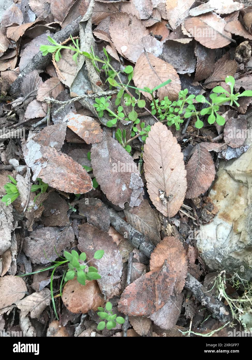 Cedar Elm (Ulmus crassifolia) Plantae Stock Photo - Alamy