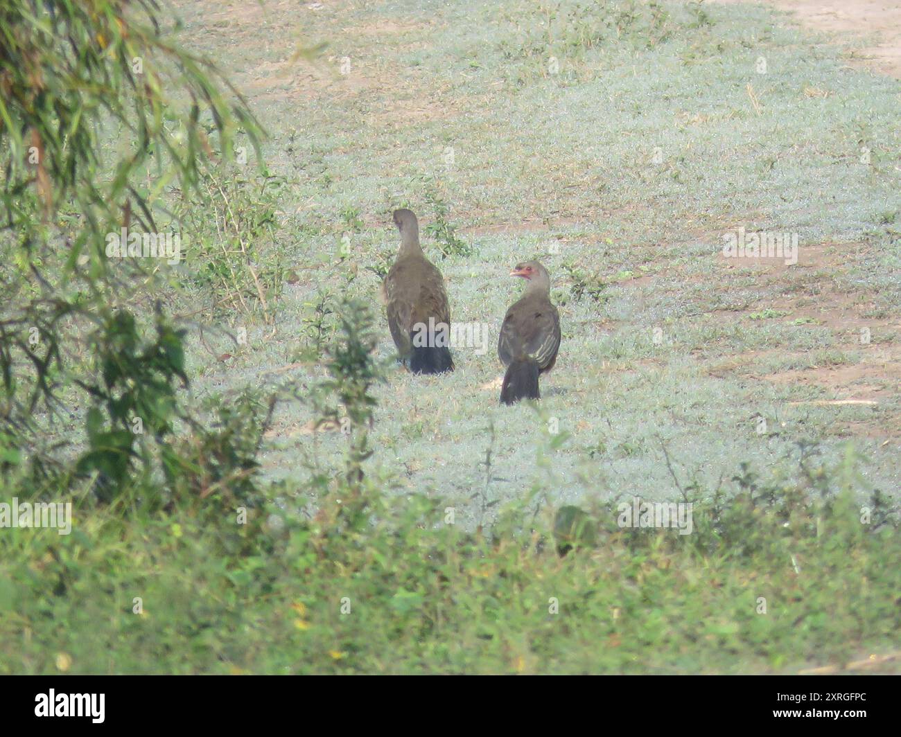 Chaco Chachalaca (Ortalis canicollis) Aves Stock Photo - Alamy