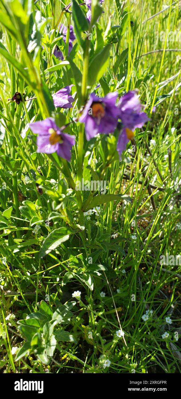 nightshades (Solanum) Plantae Stock Photo - Alamy