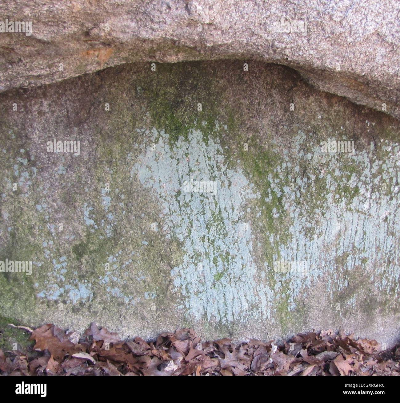 Fluffy Dust Lichen (Lepraria finkii) Fungi Stock Photo - Alamy
