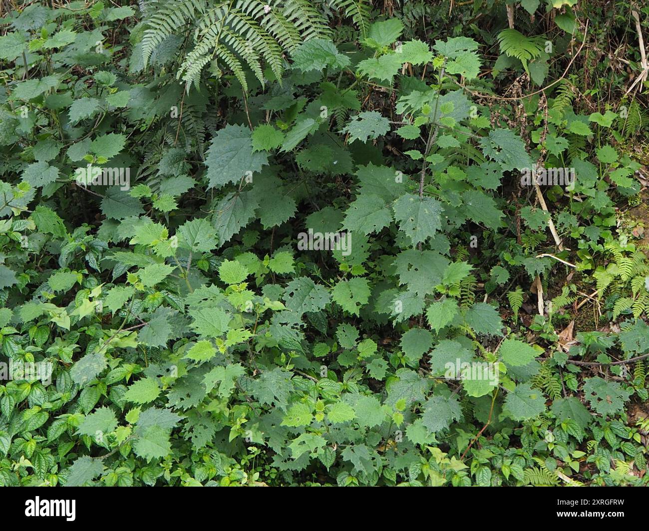Japanese Nettle (Urtica thunbergiana) Plantae Stock Photo - Alamy