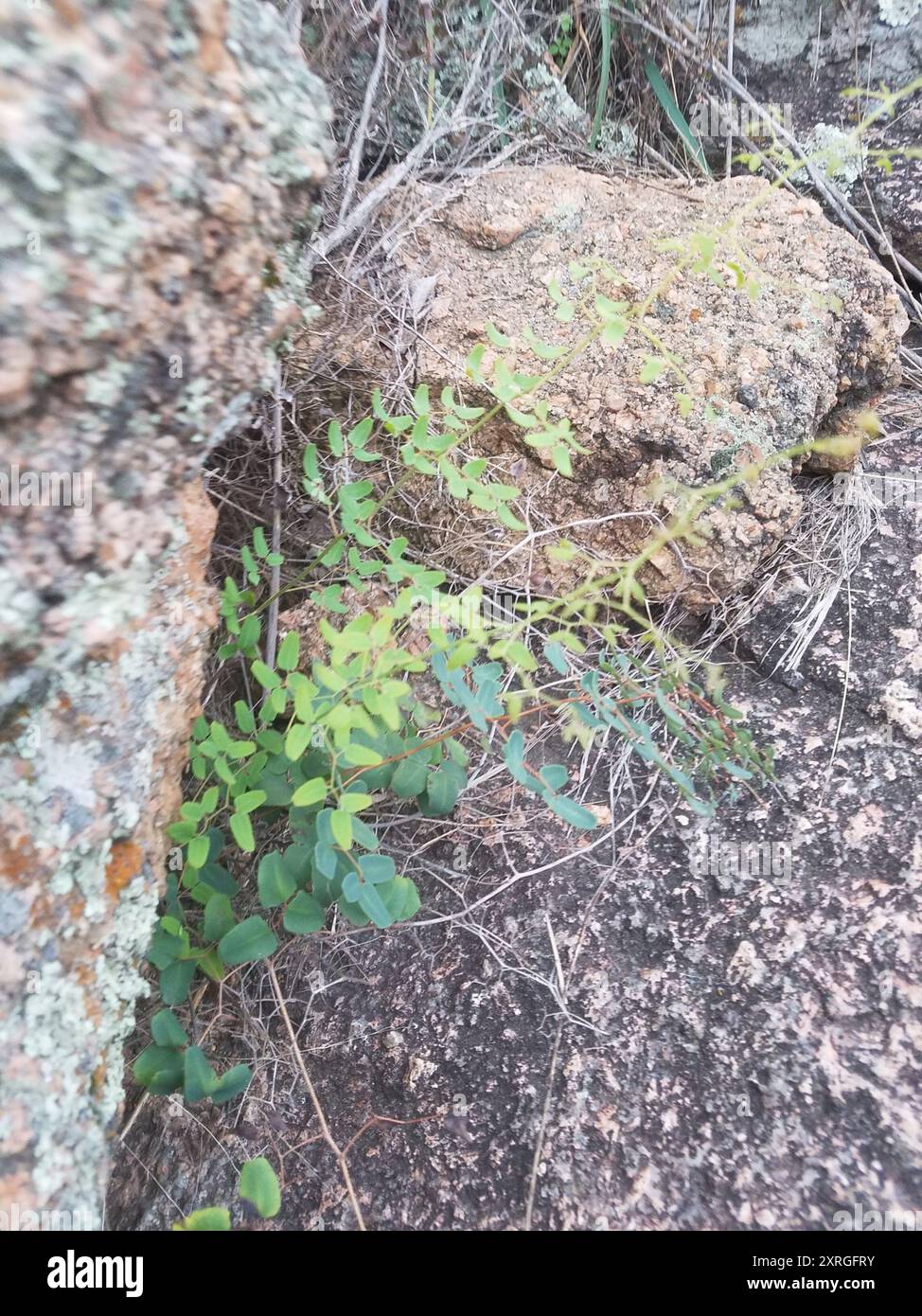 Ovate-leaf Cliffbrake (Pellaea ovata) Plantae Stock Photo - Alamy