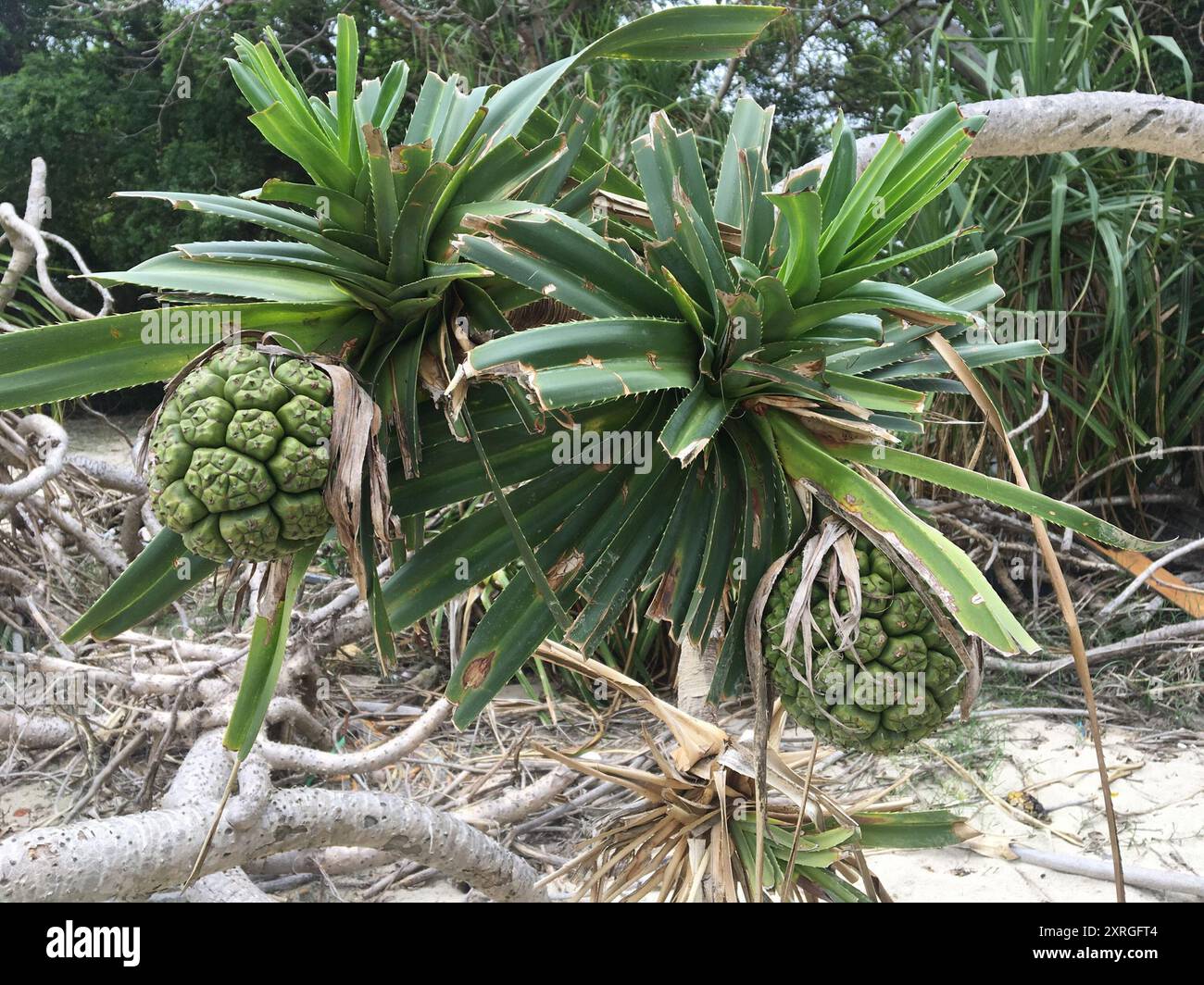 thatch screwpine (Pandanus tectorius) Plantae Stock Photo - Alamy