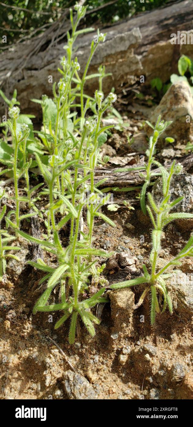 vascular plants (Tracheophyta) Plantae Stock Photo - Alamy