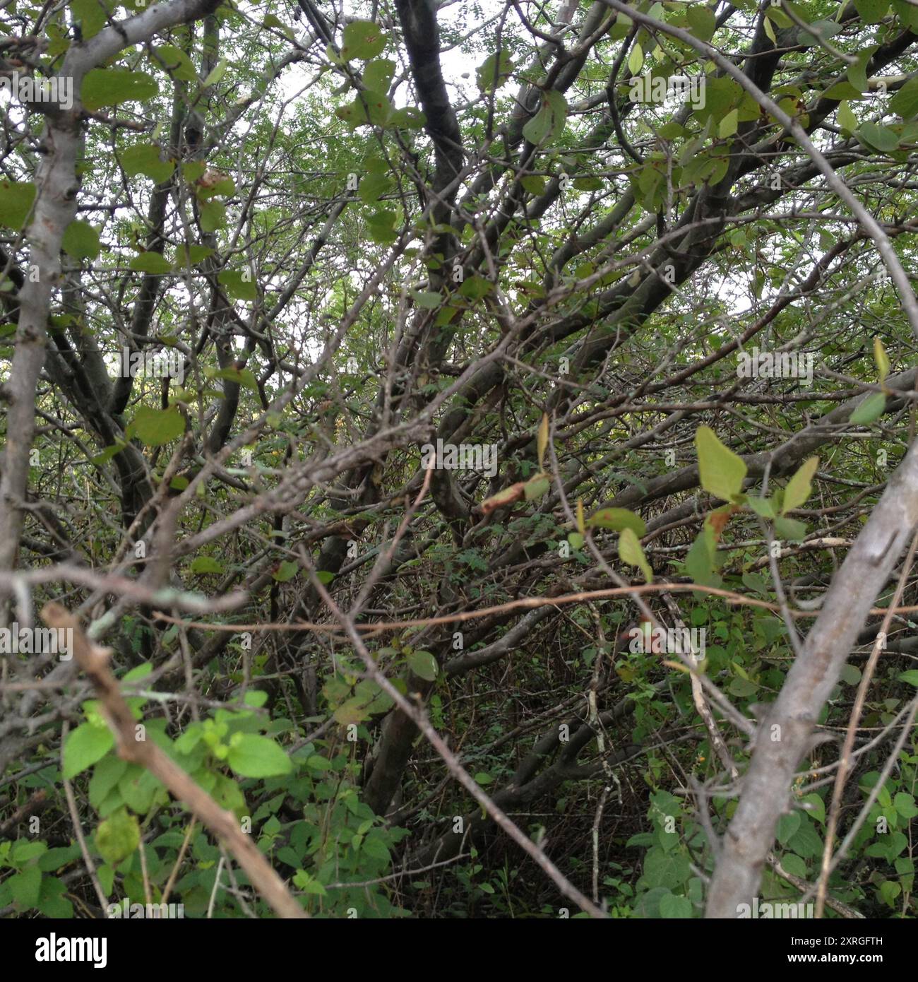 (Libidibia paraguariensis) Plantae Stock Photo - Alamy