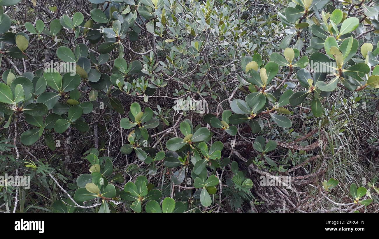 attorney trees (Clusia) Plantae Stock Photo - Alamy