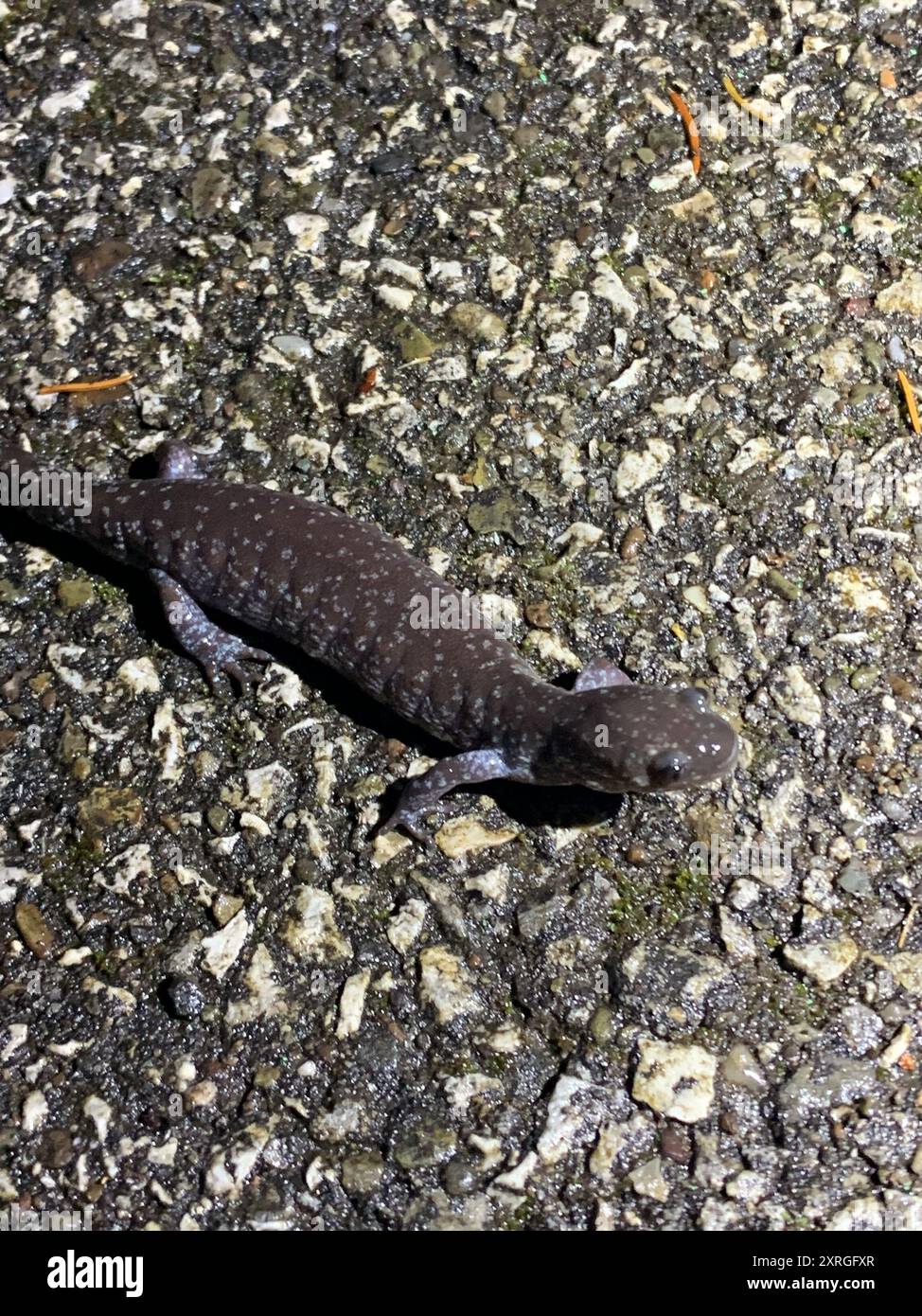 Unisexual Mole Salamander Complex (Ambystoma unisexual) Amphibia Stock ...