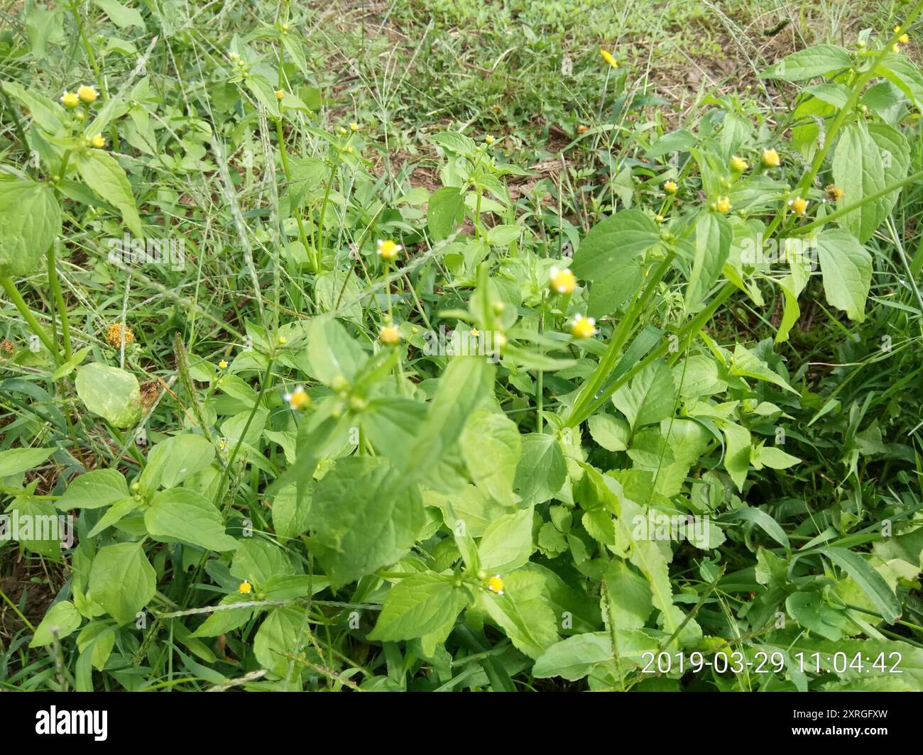 Gallant Soldier (Galinsoga parviflora) Plantae Stock Photo - Alamy