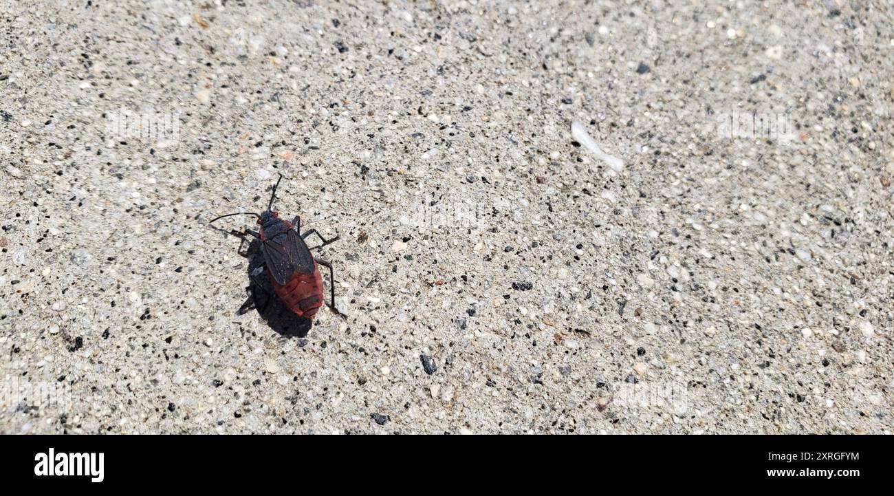 Red-shouldered Bug (Jadera haematoloma) Insecta Stock Photo - Alamy