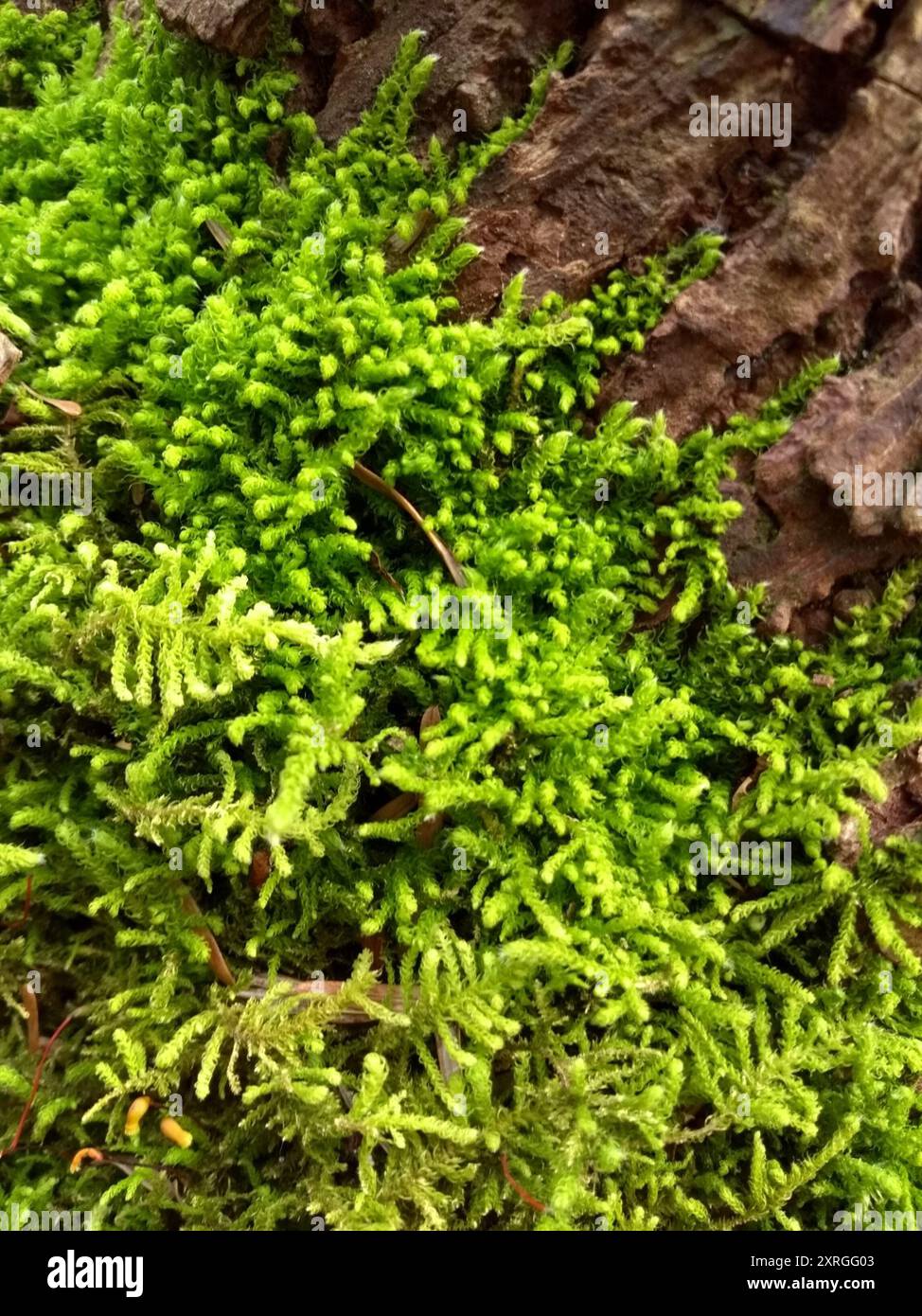 crispleaf roughmoss (Claopodium crispifolium) Plantae Stock Photo - Alamy