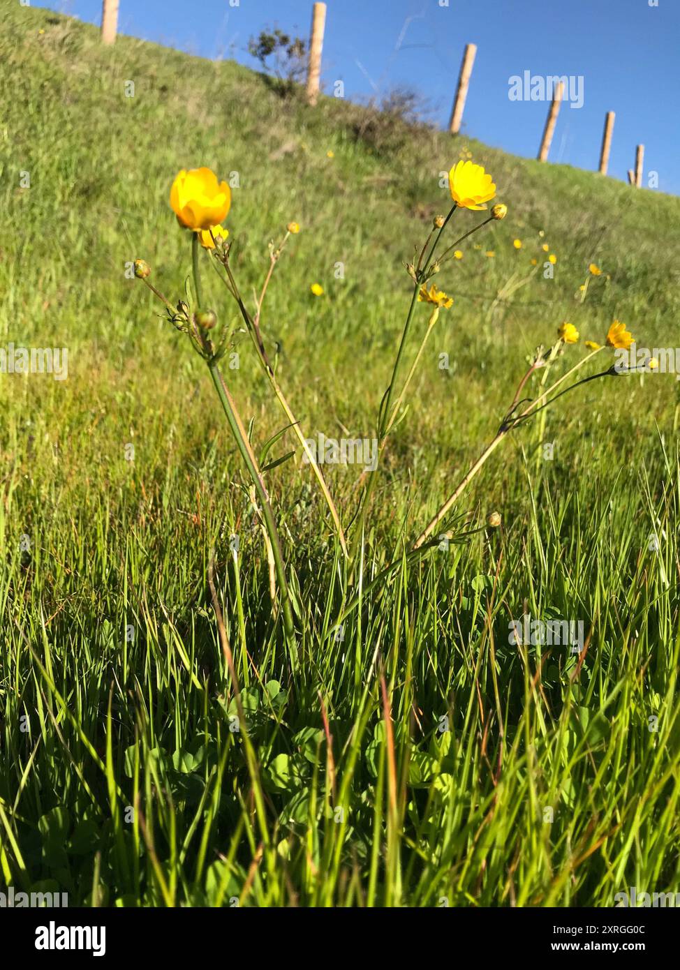 California buttercup (Ranunculus californicus) Plantae Stock Photo - Alamy