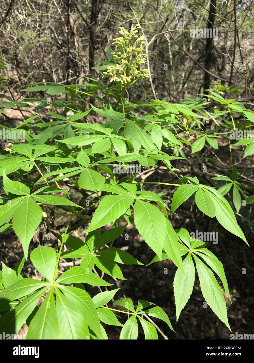 Texas Buckeye (Aesculus glabra arguta) Plantae Stock Photo - Alamy