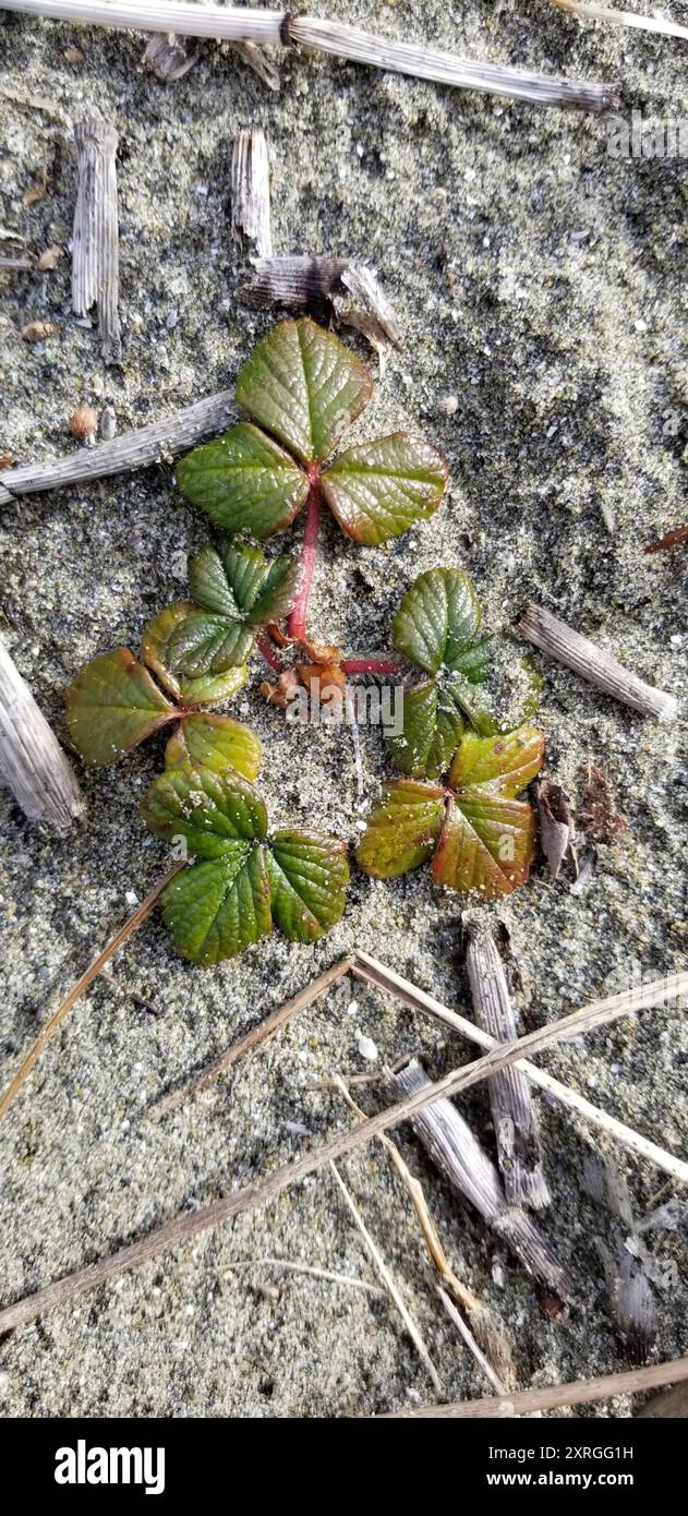 beach strawberry (Fragaria chiloensis) Plantae Stock Photo - Alamy