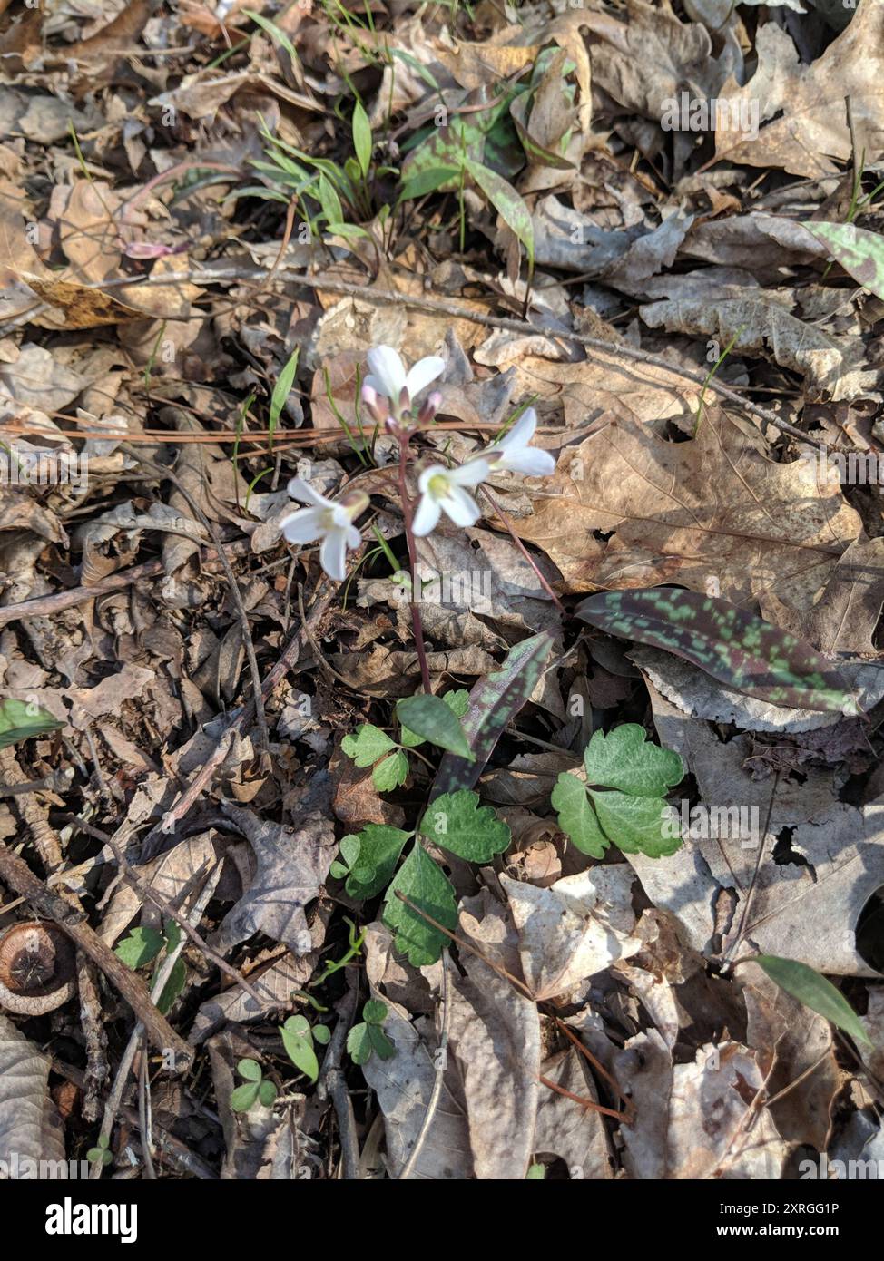 Two-leaved Toothwort (Cardamine diphylla) Plantae Stock Photo - Alamy