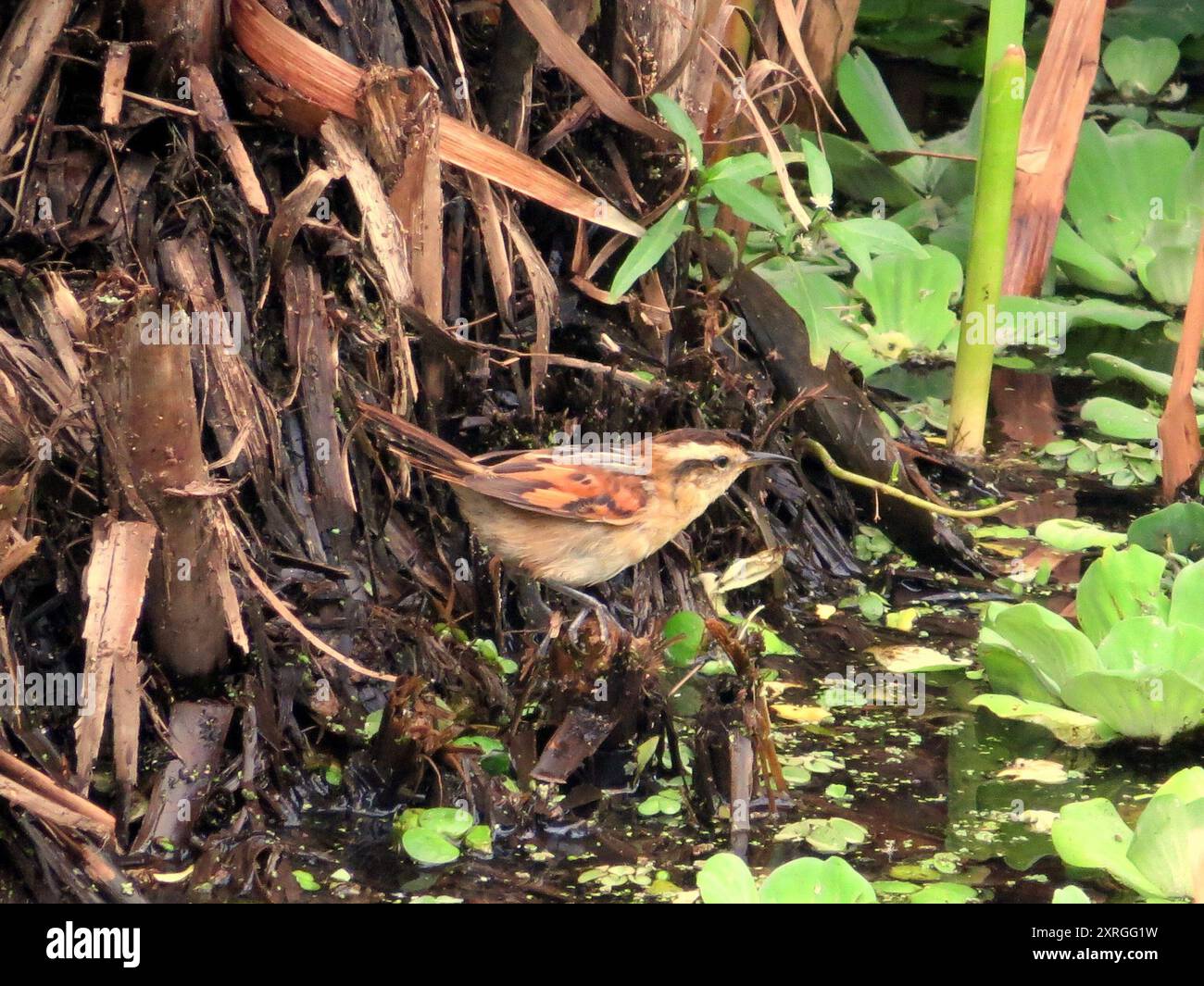 Phleocryptes melanops hi-res stock photography and images - Alamy