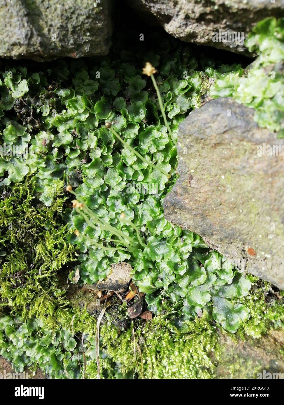 Pellia epiphylla hi-res stock photography and images - Alamy