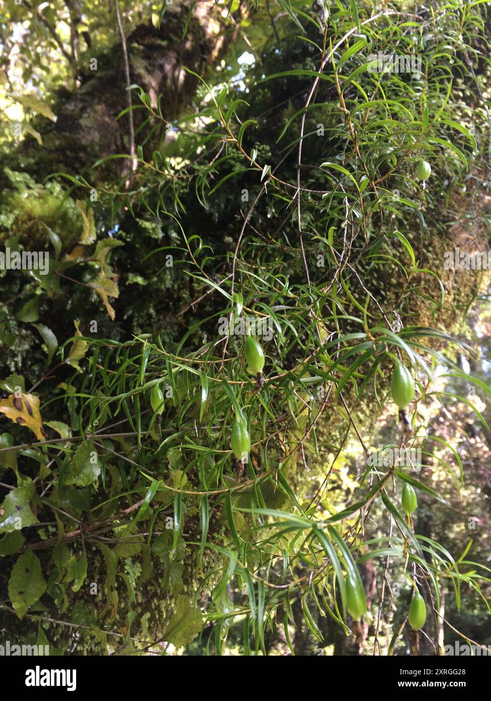 Winika (Dendrobium cunninghamii) Plantae Stock Photo - Alamy