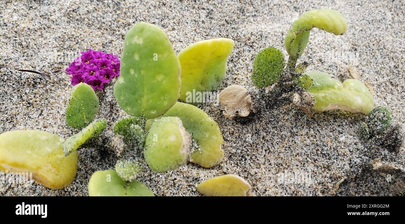 red sand-verbena (Abronia maritima) Plantae Stock Photo - Alamy
