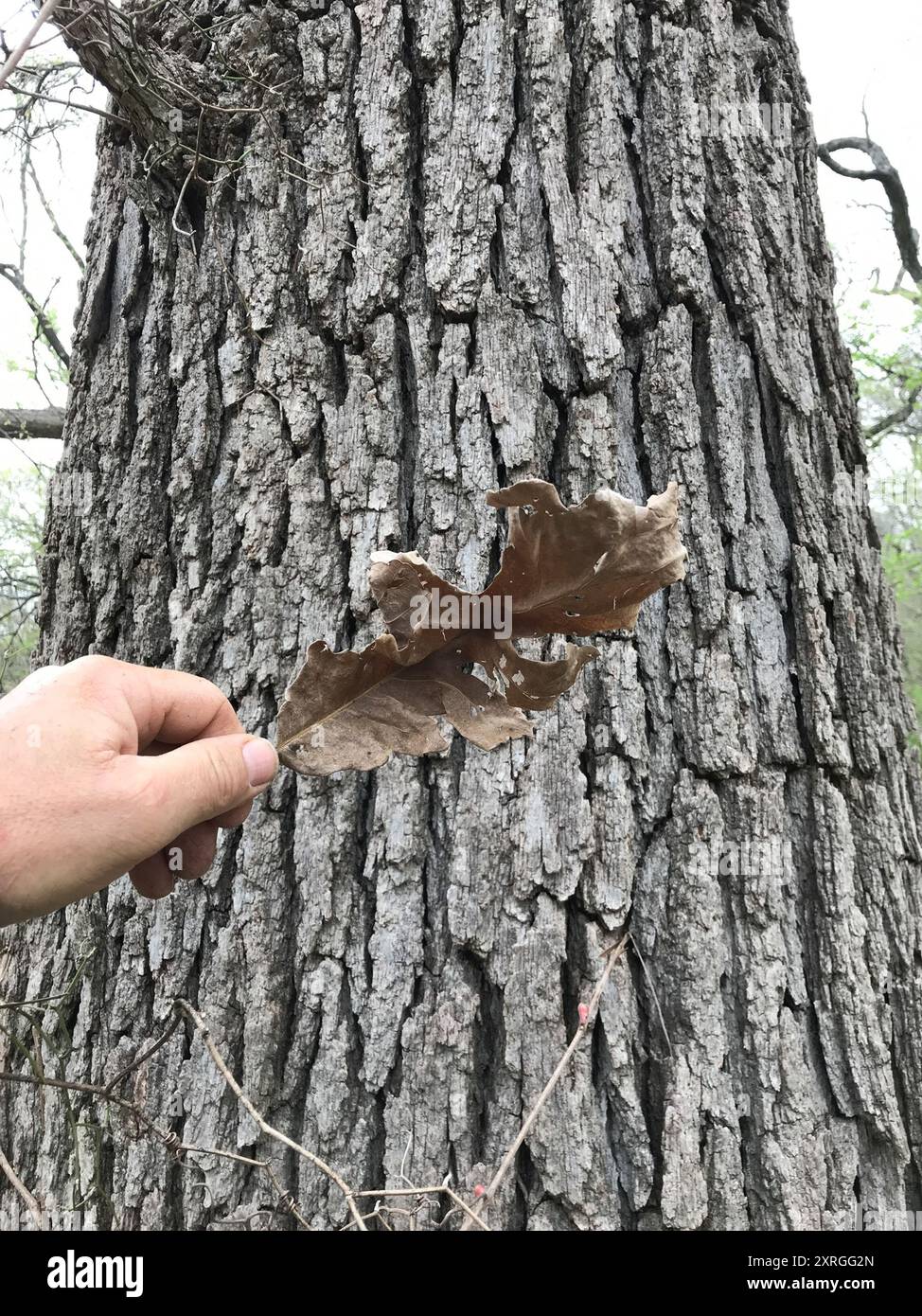 bur oak (Quercus macrocarpa) Plantae Stock Photo - Alamy