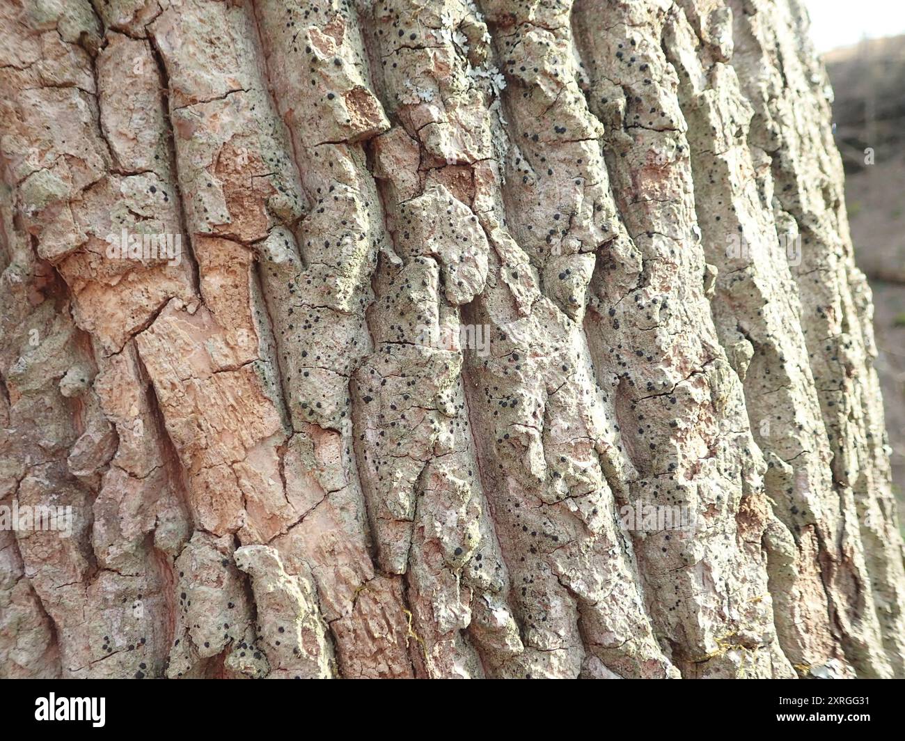 Surprise Lichen (Bacidia schweinitzii) Fungi Stock Photo - Alamy