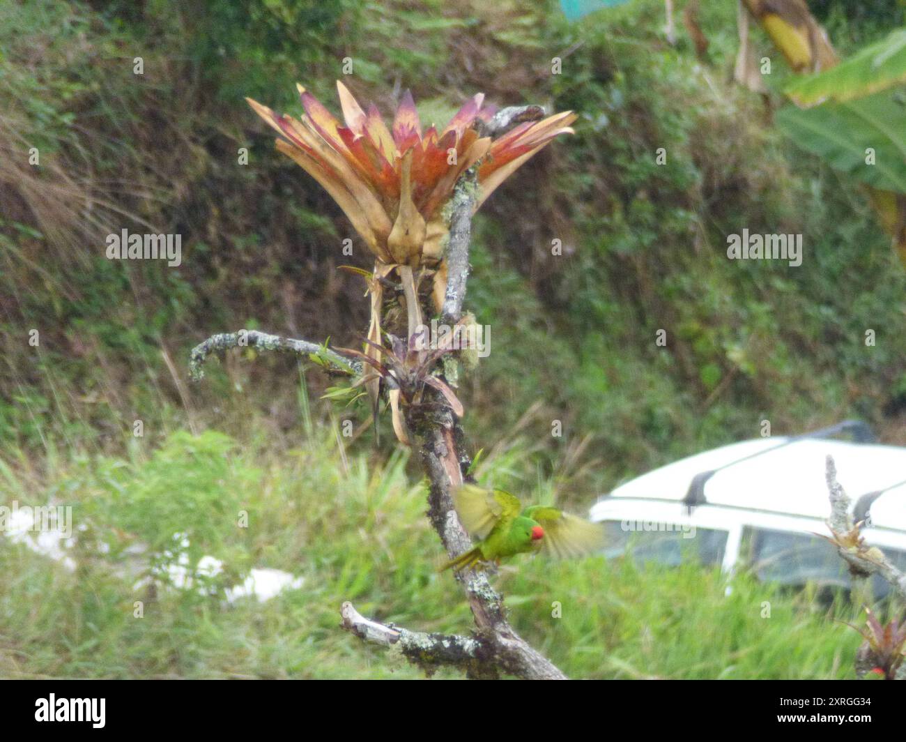 Scarlet-fronted Parakeet (Psittacara wagleri) Aves Stock Photo - Alamy