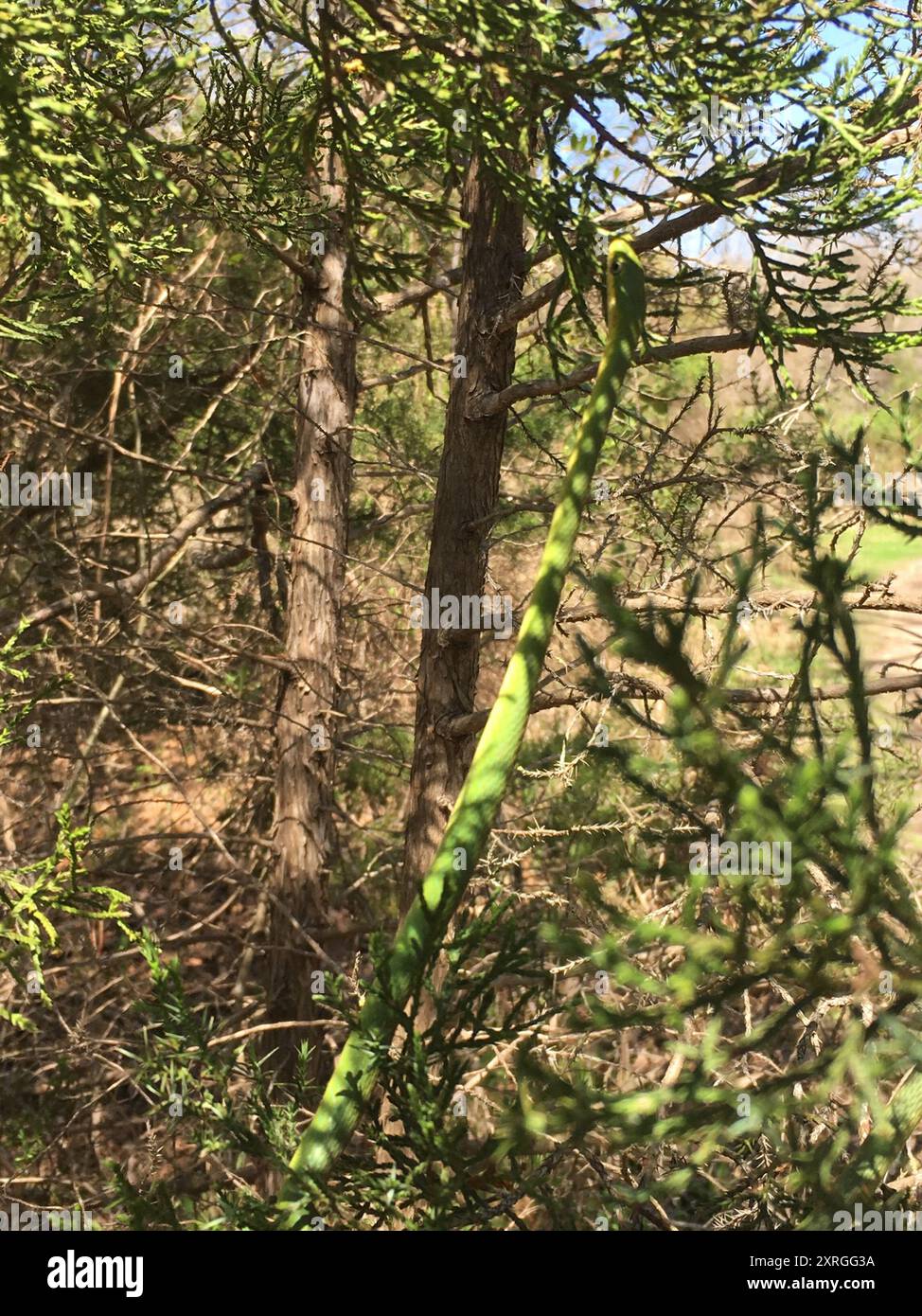 Rough Greensnake (Opheodrys aestivus) Reptilia Stock Photo - Alamy