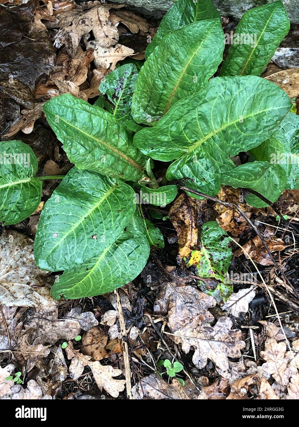 broad-leaved dock (Rumex obtusifolius) Plantae Stock Photo - Alamy