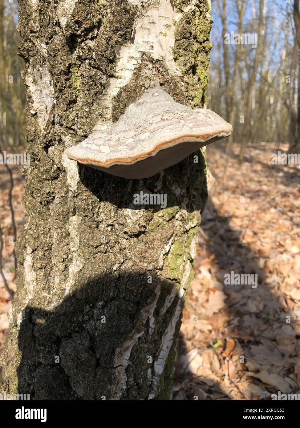 Hoof Fungus (Fomes fomentarius) Fungi Stock Photo - Alamy