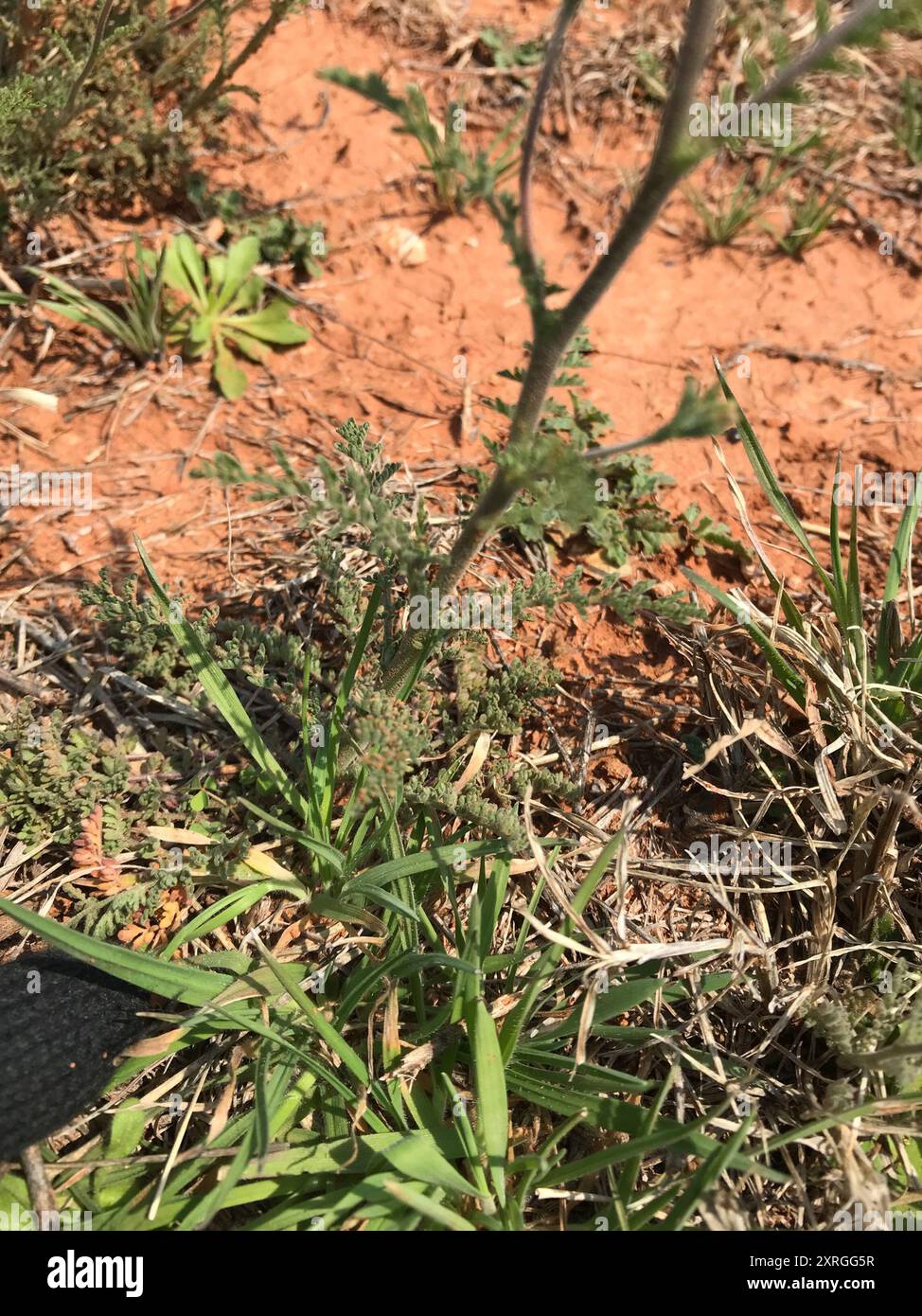 Western Tansymustard (Descurainia pinnata) Plantae Stock Photo - Alamy