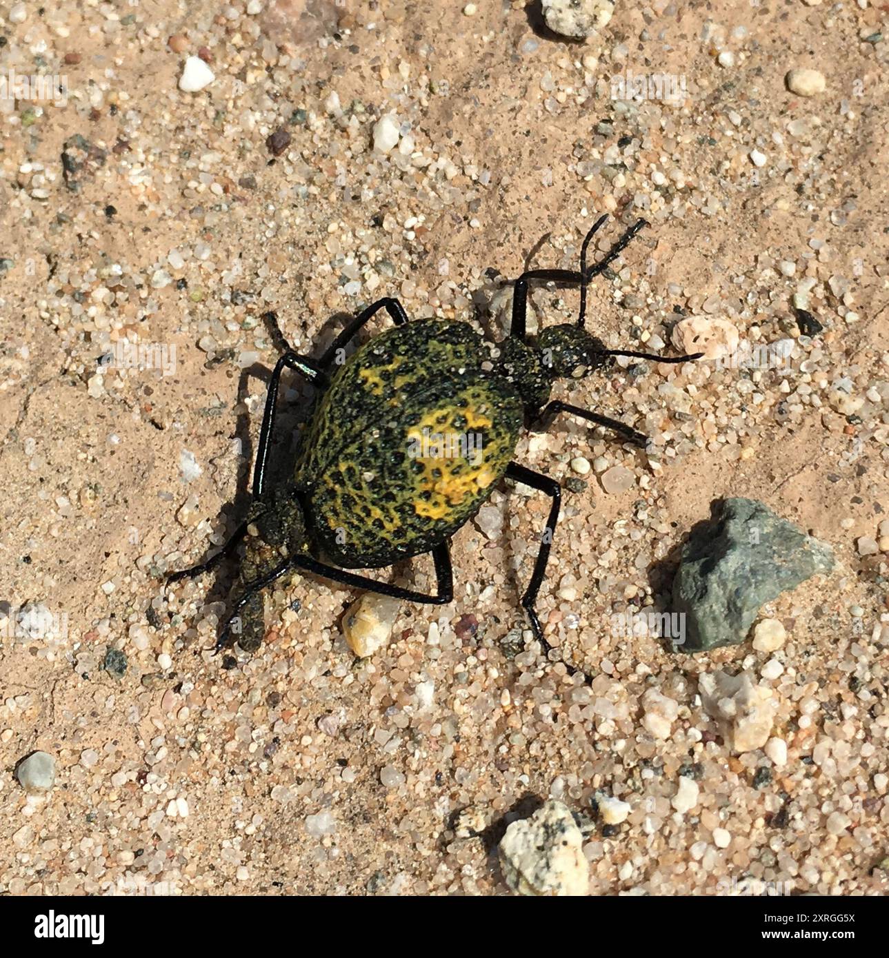 Inflated Beetle (Cysteodemus armatus) Insecta Stock Photo - Alamy