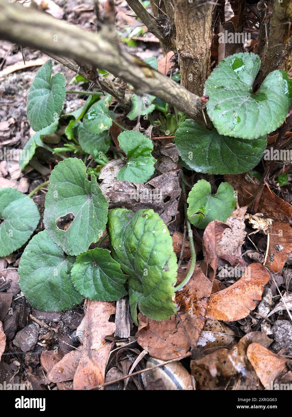 violets (Viola) Plantae Stock Photo - Alamy