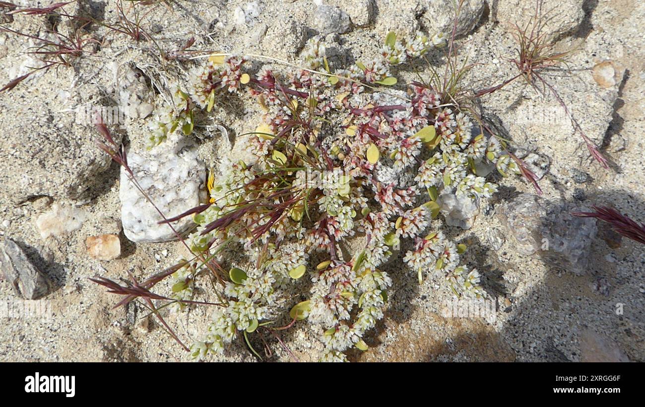 Frost Mat (Achyronychia cooperi) Plantae Stock Photo - Alamy
