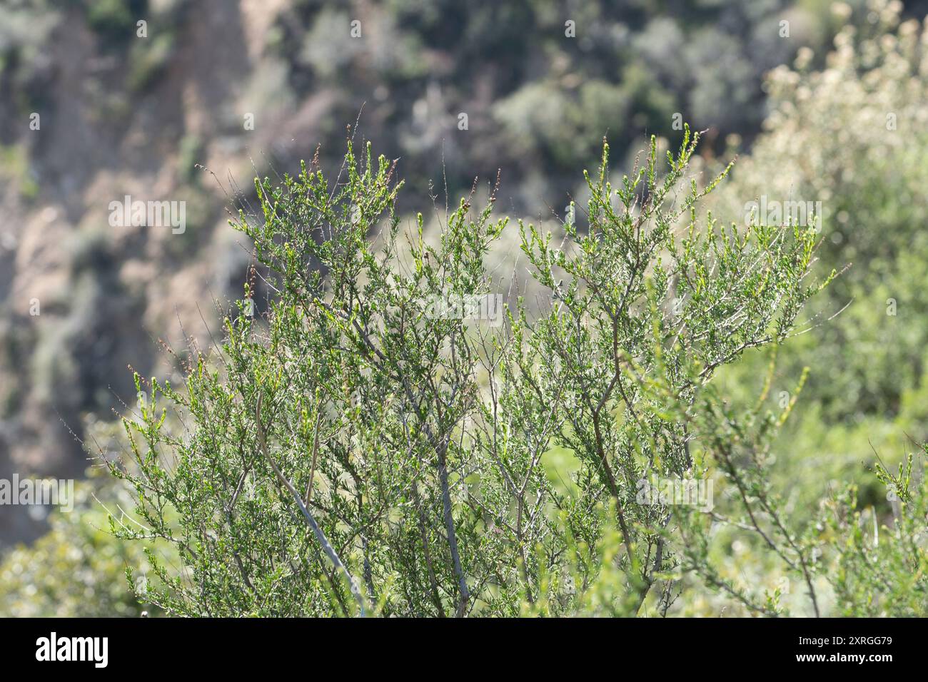 chamise (Adenostoma fasciculatum) Plantae Stock Photo - Alamy
