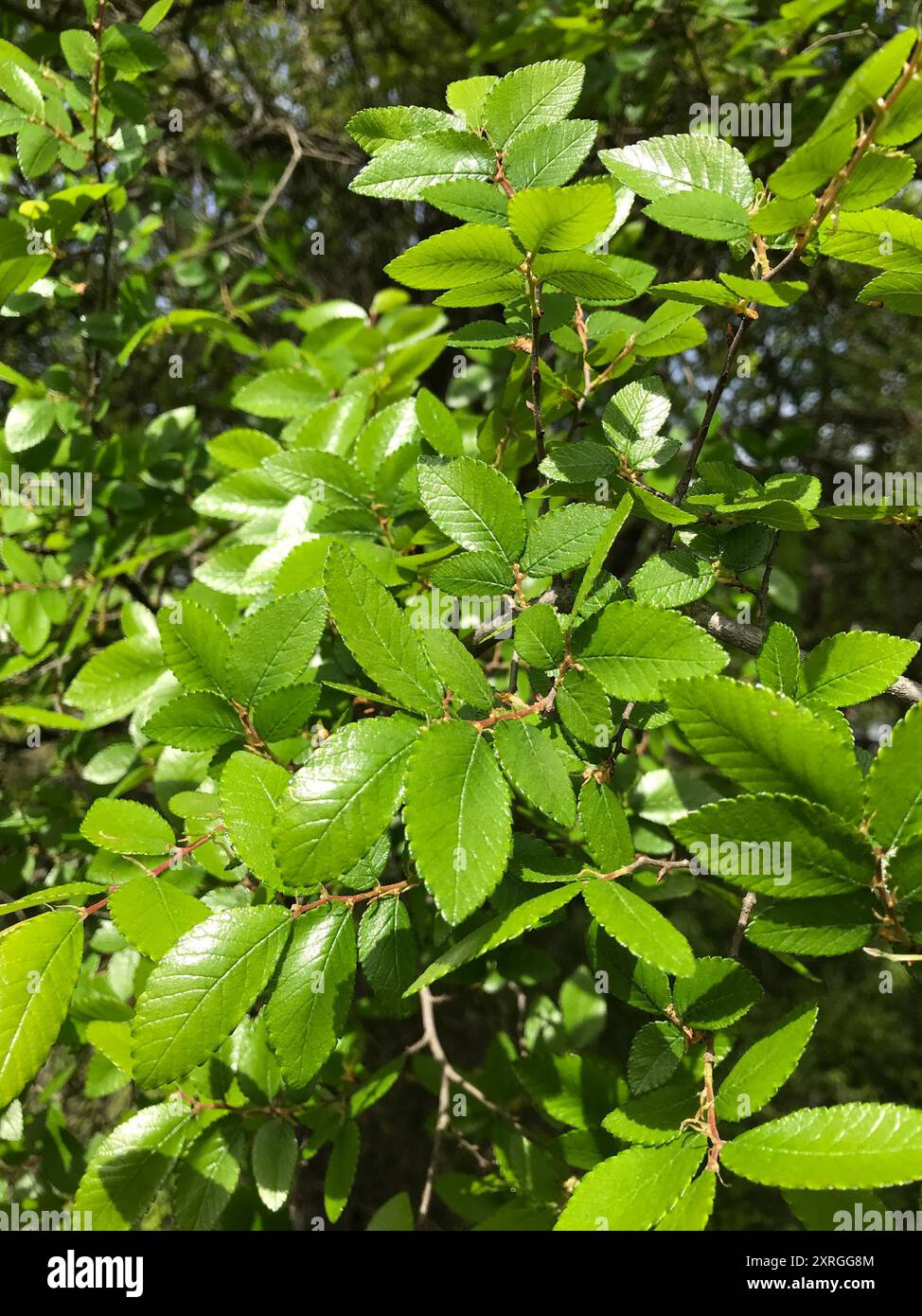 Cedar Elm (Ulmus crassifolia) Plantae Stock Photo - Alamy