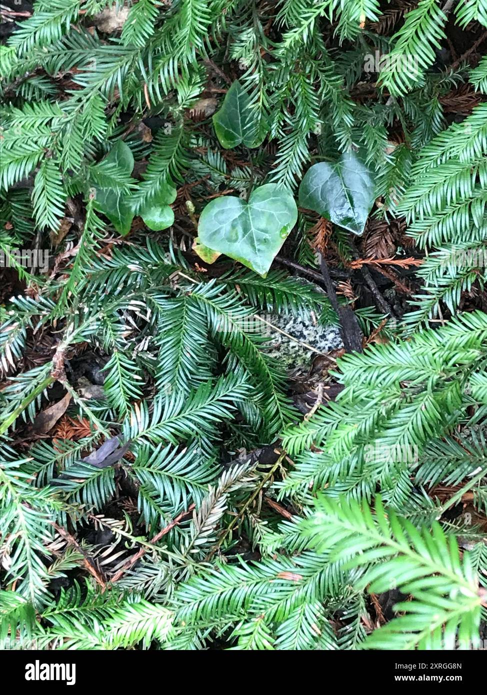 yews (Taxus) Plantae Stock Photo - Alamy