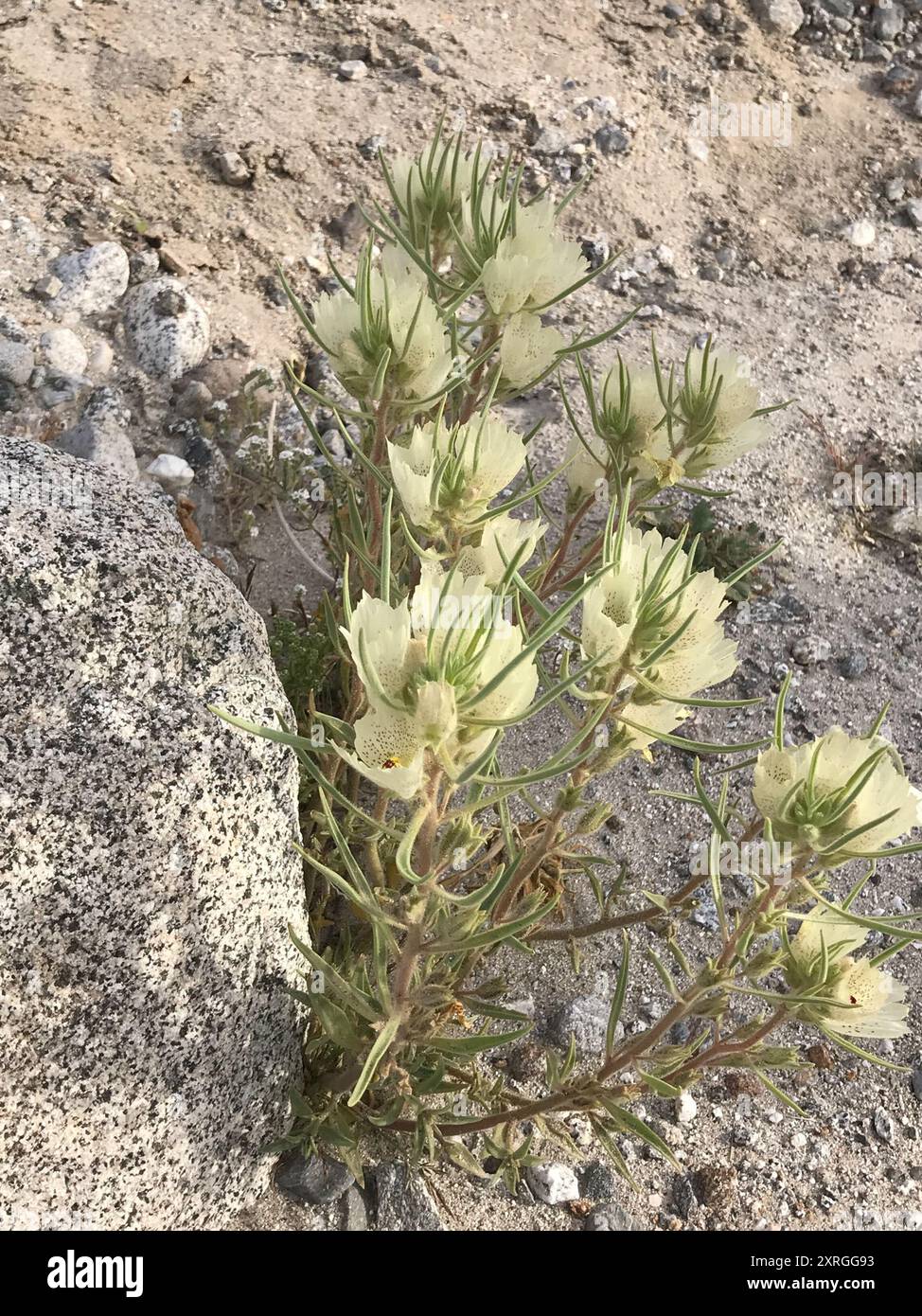 ghost flower (Mohavea confertiflora) Plantae Stock Photo - Alamy