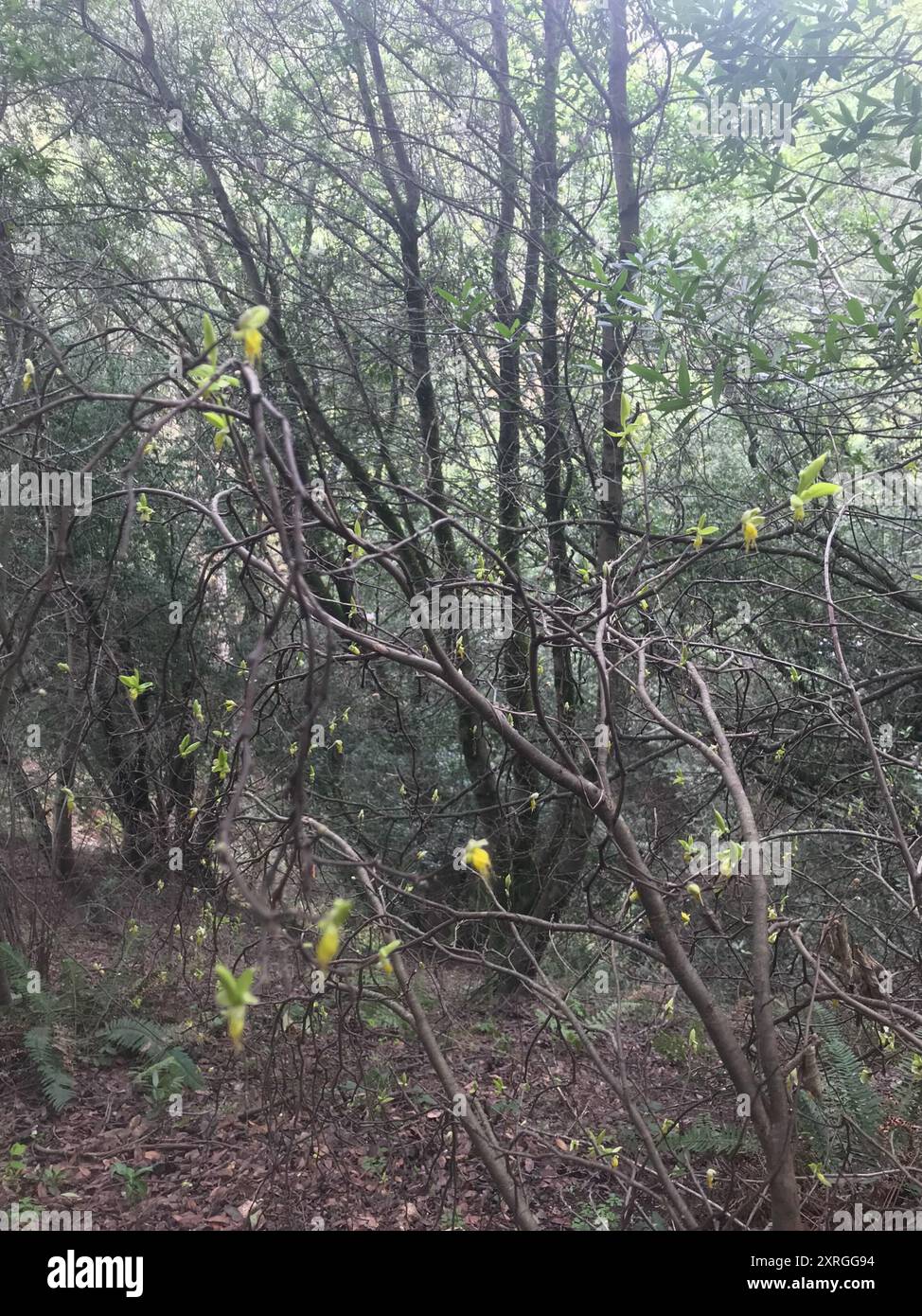 Western Leatherwood (Dirca occidentalis) Plantae Stock Photo - Alamy